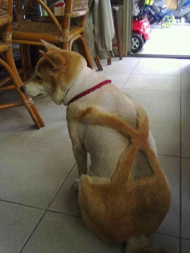 Hilarious Creative And Horrible Pet Haircuts And Hairstyles Volganga Hilarious Creative And Horrible Pet Haircuts And Hairstyles Volganga