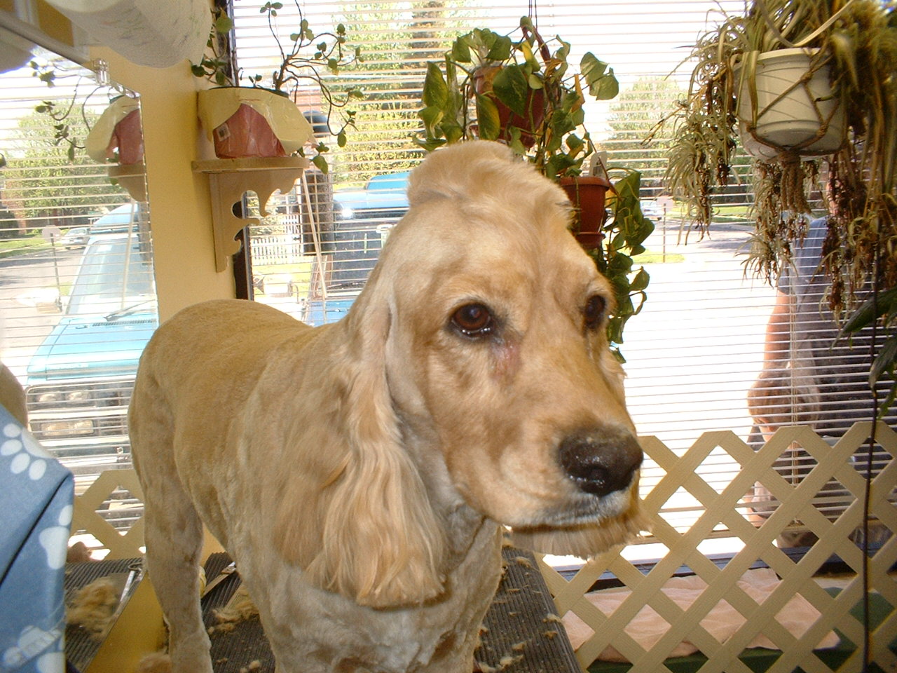 Hilarious Creative And Horrible Pet Haircuts And Hairstyles Volganga Hilarious Creative And Horrible Pet Haircuts And Hairstyles Volganga